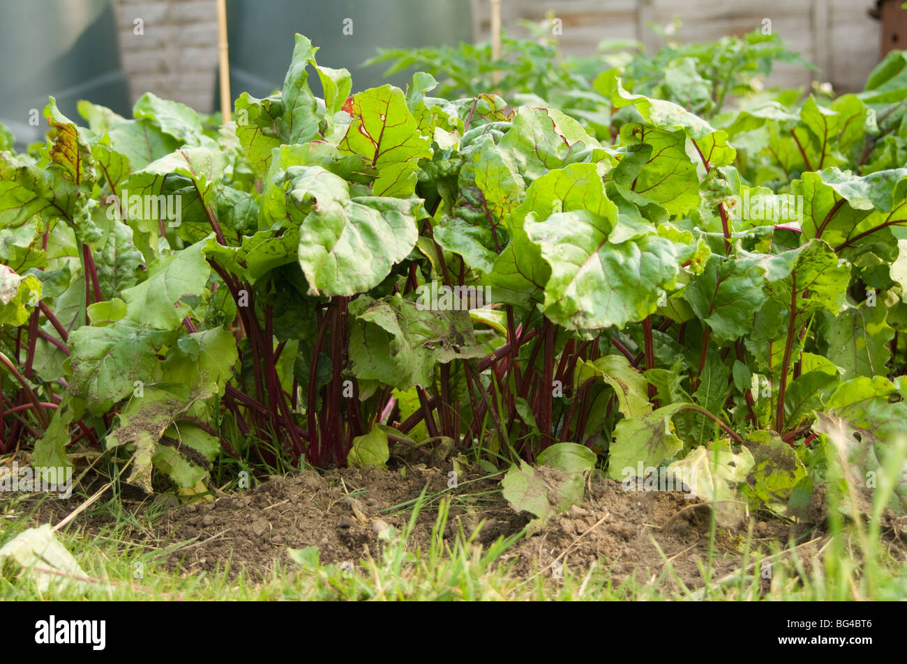 Baby beetroot plants hi-res stock photography and images - Alamy