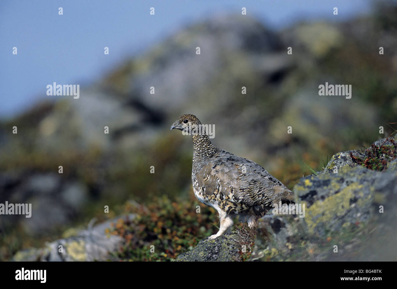 rock ptarmigan, female , lagopus mutus Stock Photo - Alamy