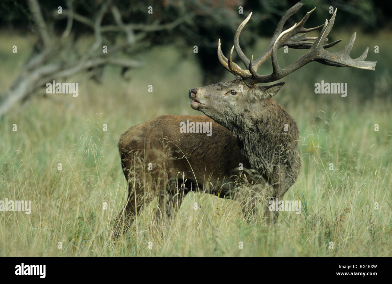 Red deer cervus elaphus deer cervidae even toed ungulate hi-res stock ...