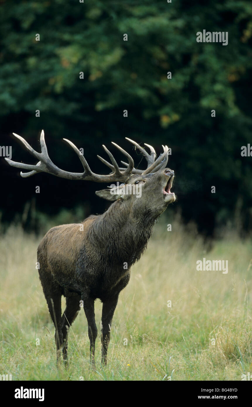 Bull crying hi-res stock photography and images - Alamy