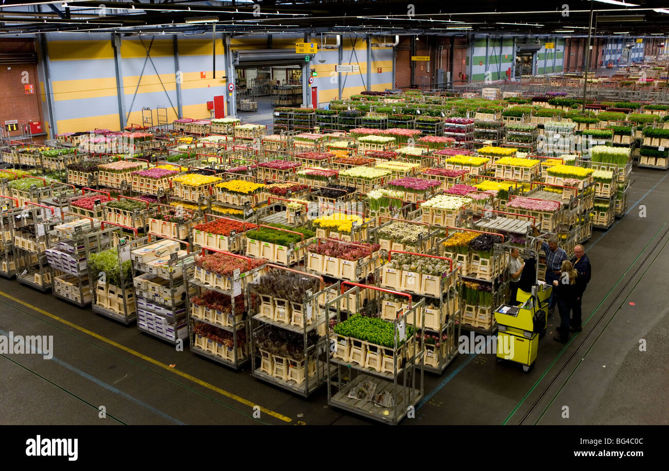 Aalsmeer flower auction building hi-res stock photography and images ...