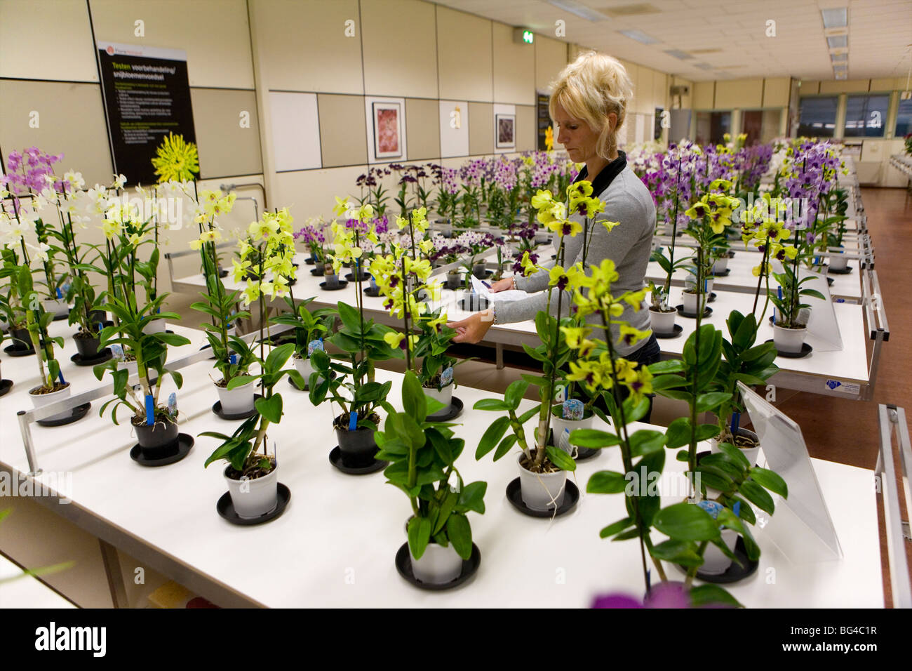 Aalsmeer flower auction building hi-res stock photography and images ...
