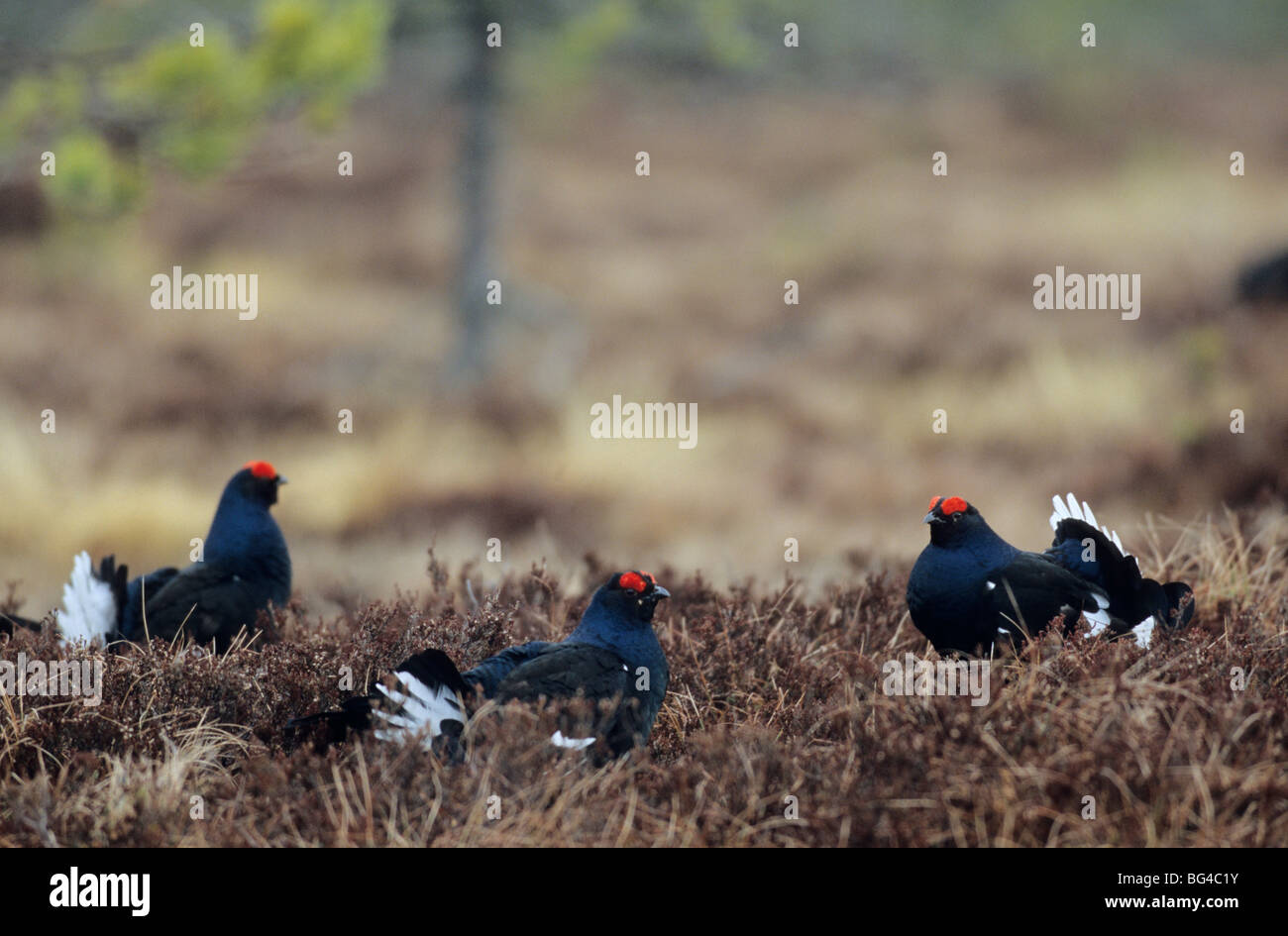 black grouse, males on courtship , lyrurus tetrix - (tetrao tetrix ...