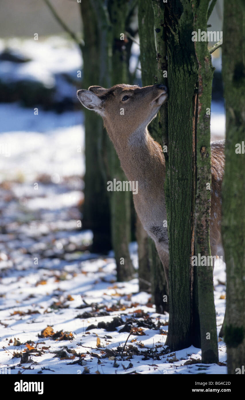 sika deer, doe, subspecies: dybowski , cervus nippon (hortulorum Stock ...