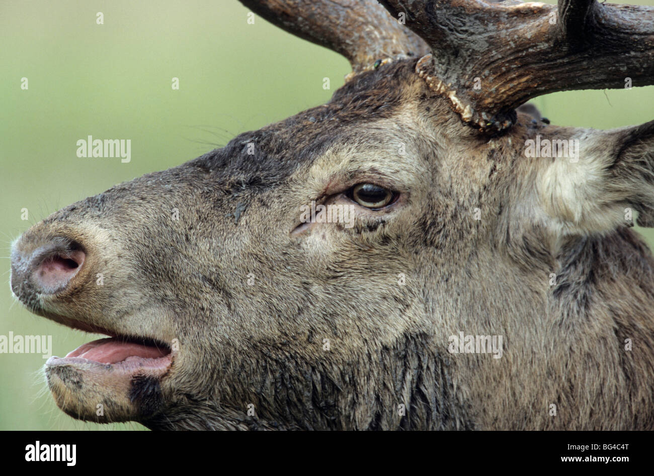 Bull crying hi-res stock photography and images - Alamy