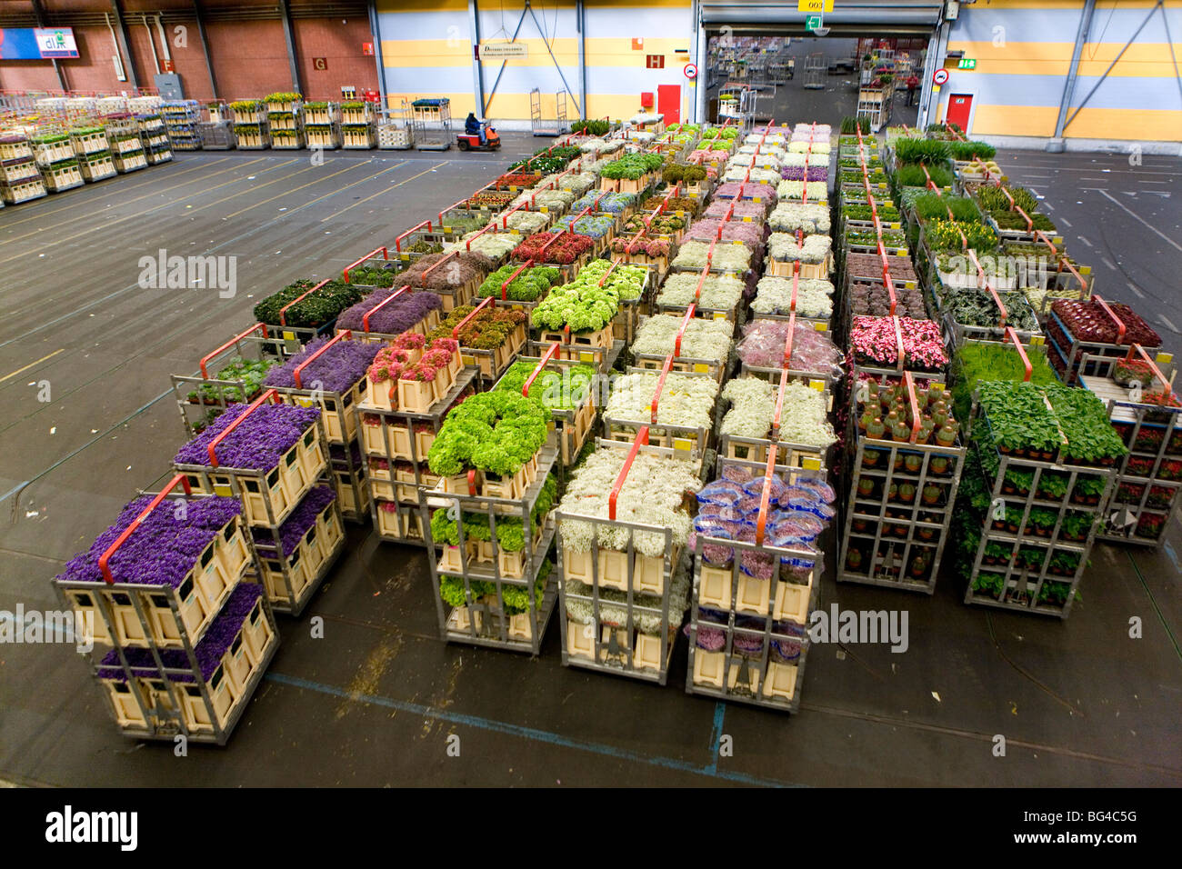 Flower auction in Aalsmeer, a cooperative of 6000 (flower) farmers in ...