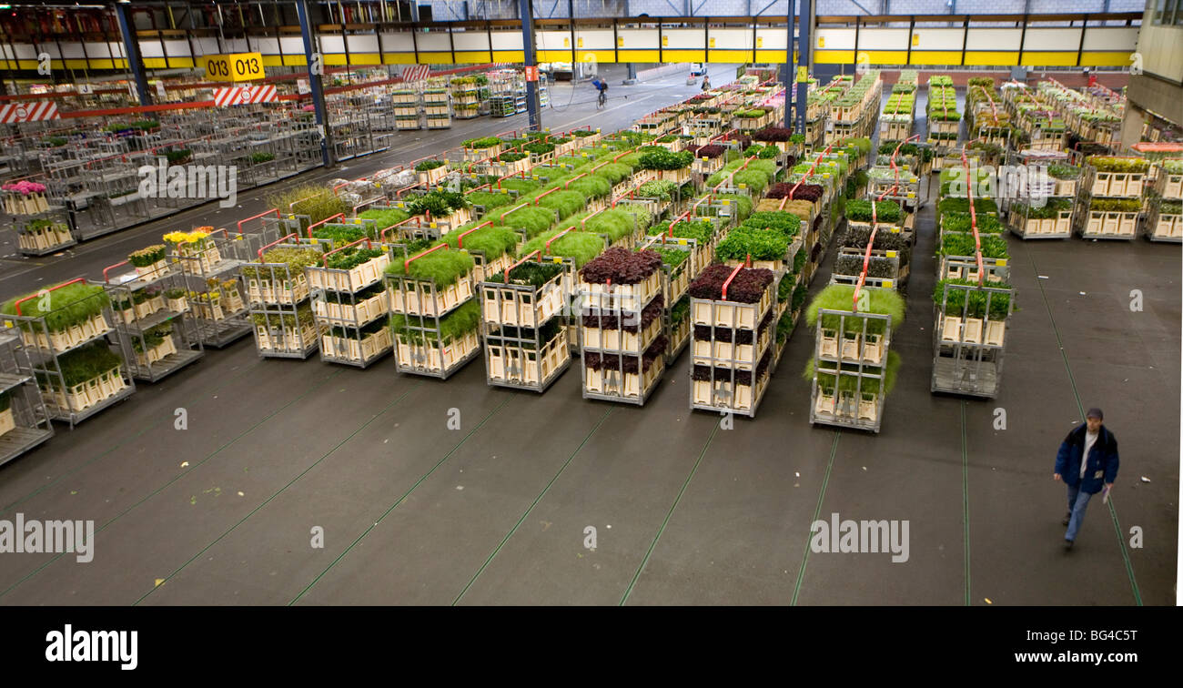 Aalsmeer flower auction building hi-res stock photography and images ...