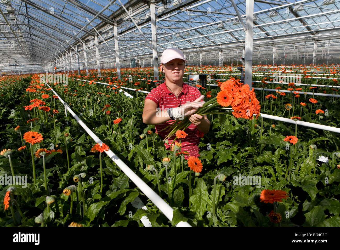 Flower auction in Aalsmeer, a cooperative of 6000 (flower) farmers in ...
