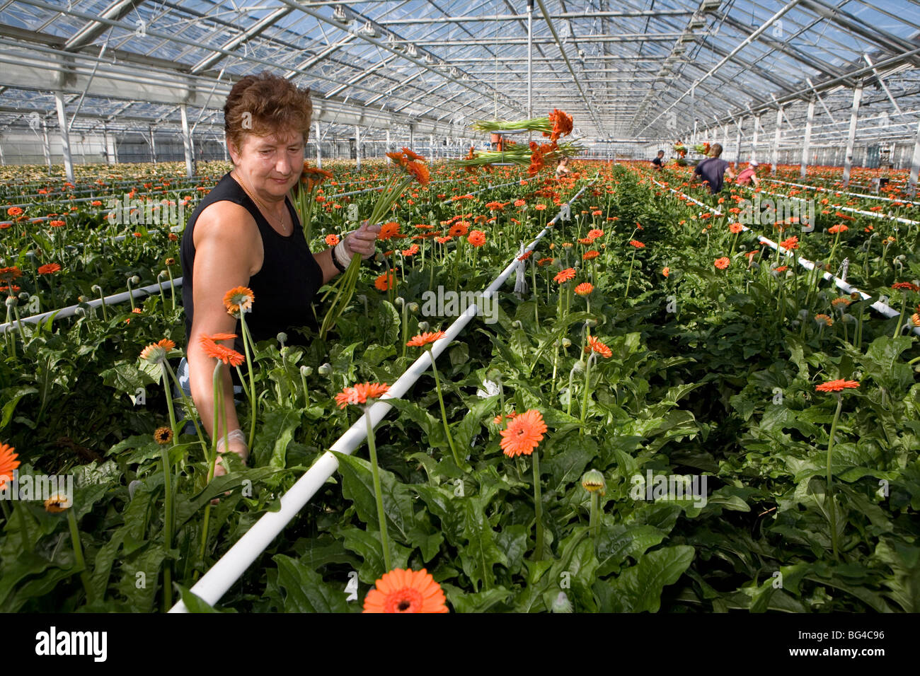 Flower auction in Aalsmeer, a cooperative of 6000 (flower) farmers in ...