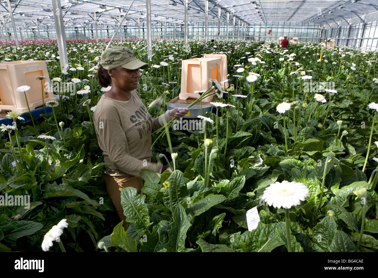 Flower auction in Aalsmeer, a cooperative of 6000 (flower) farmers in ...