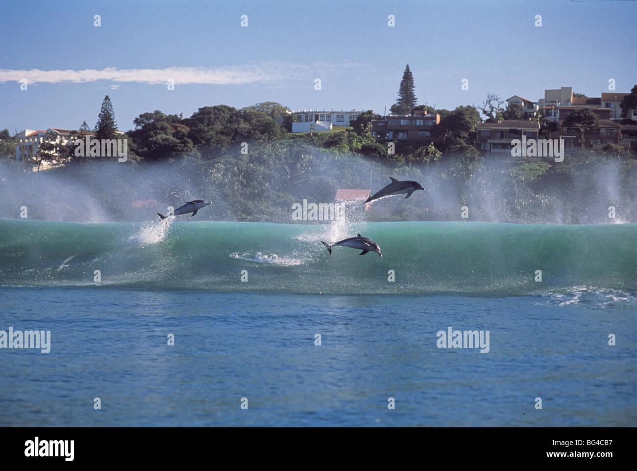 Bottlenose Dolphins (Tursiops truncatus) surfing/wavejumping; KwaZulu ...