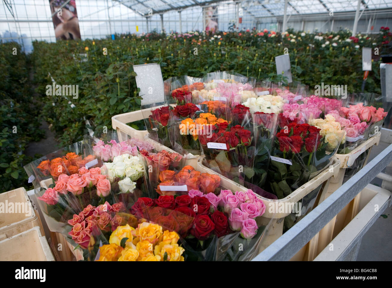 Flower auction in Aalsmeer, a cooperative of 6000 (flower) farmers in ...