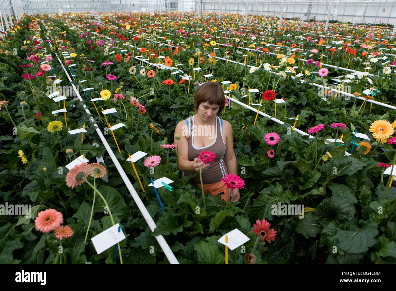 Flower auction in Aalsmeer, a cooperative of 6000 (flower) farmers in ...