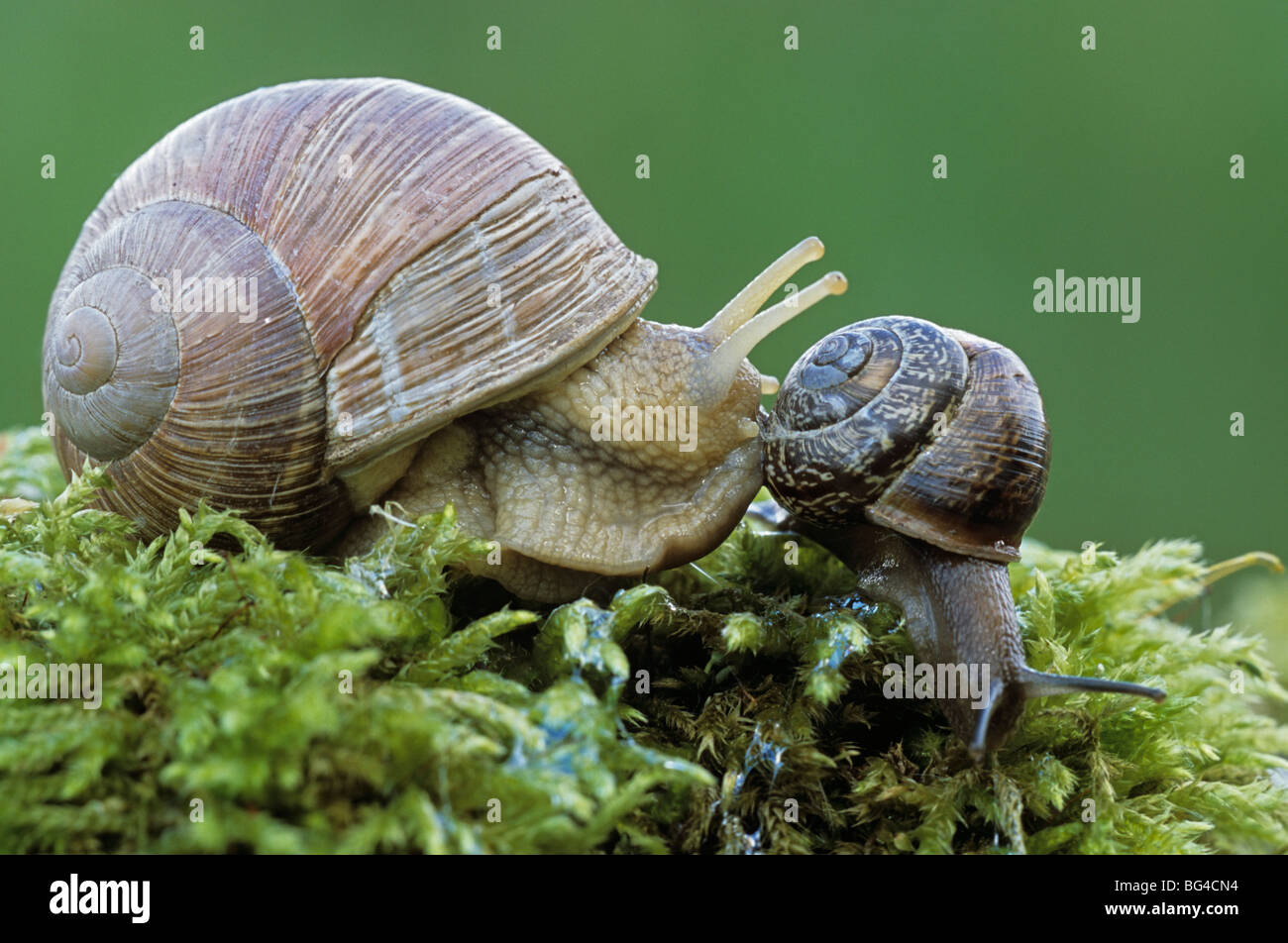 edible snail & common garden snail , helix pomatia & helix aspera Stock ...