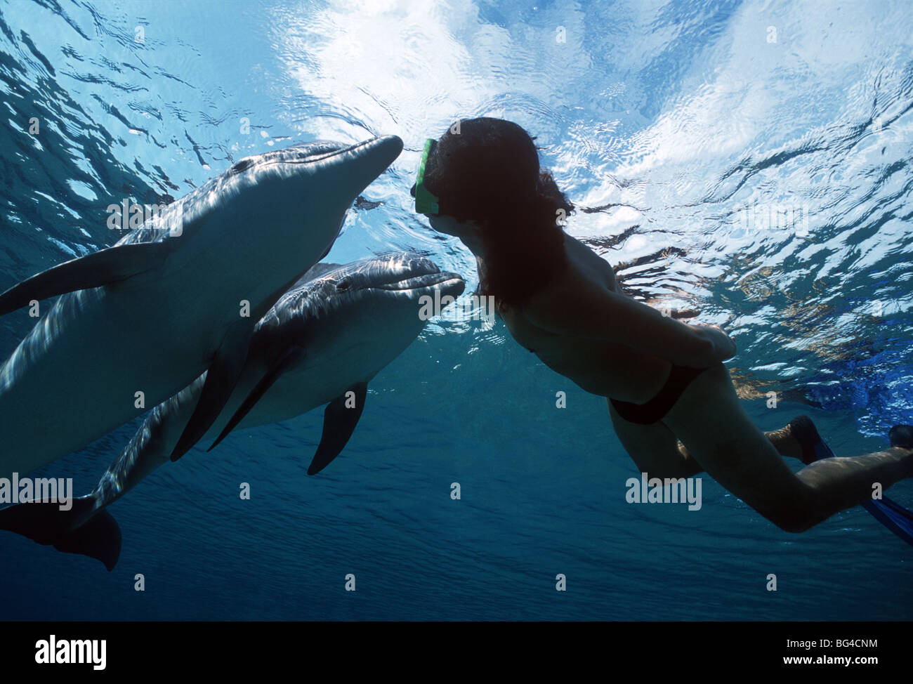Dolphin trainer interacts with Bottlenose Dolphins(Tursiops truncatus ...