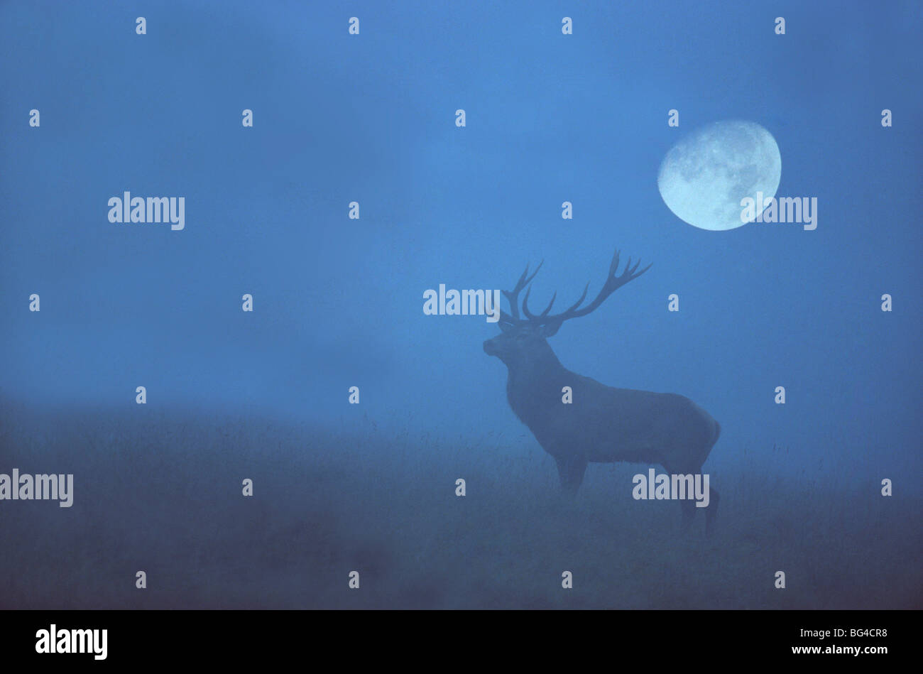 The moon and the bull hi-res stock photography and images - Alamy