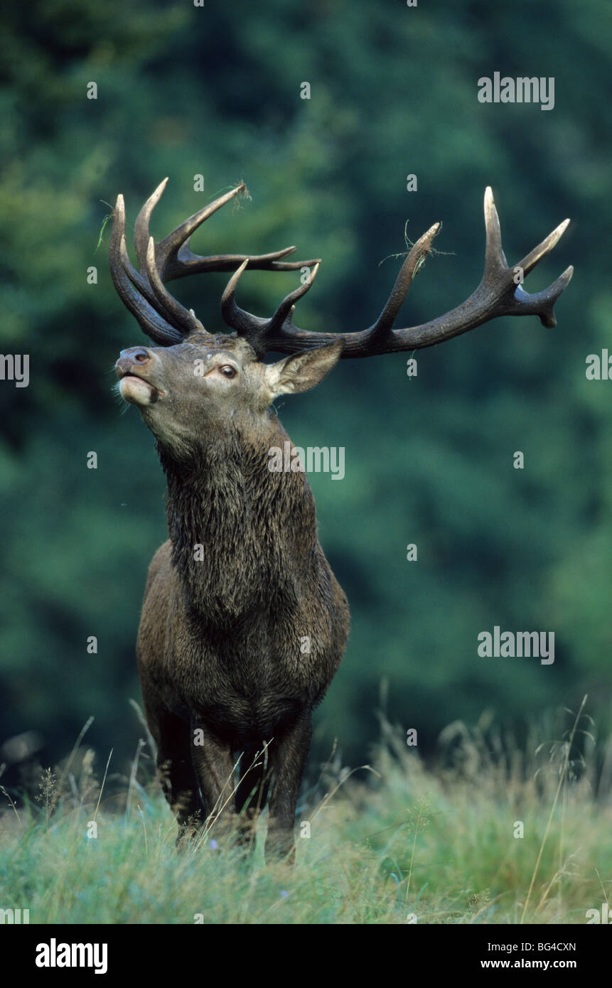 Bull crying hi-res stock photography and images - Alamy