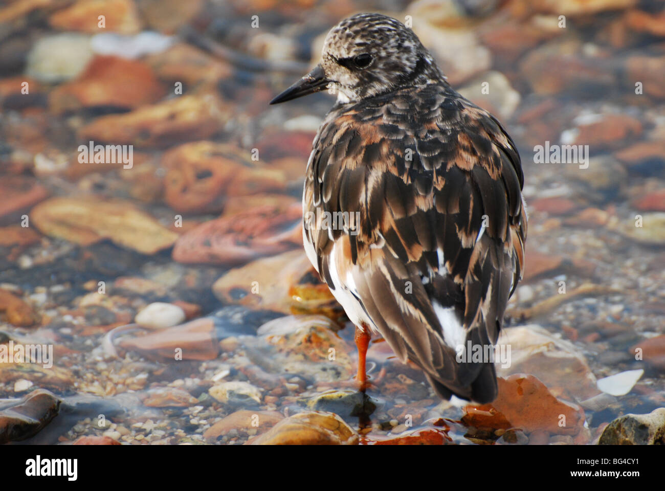 Coastal wading bird hi-res stock photography and images - Alamy