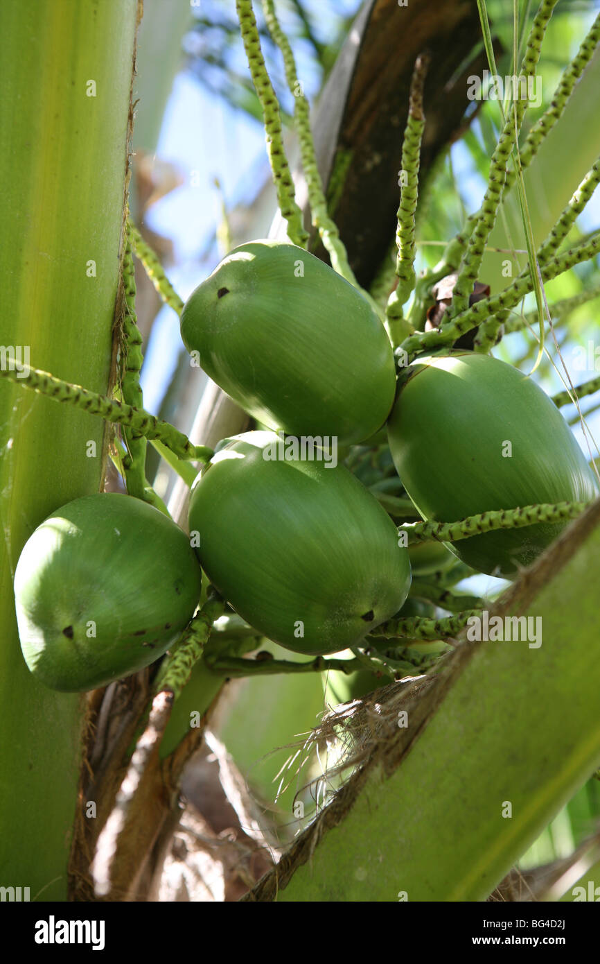 Tuvalu, formerly known as the Ellice Islands, is a Polynesian island ...