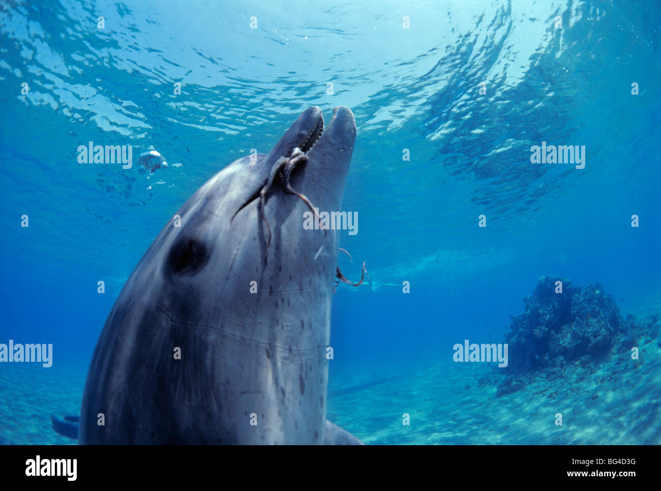 Wild Bottlenose Dolphin (Tursiops truncatus) playing with Reef Octopus ...