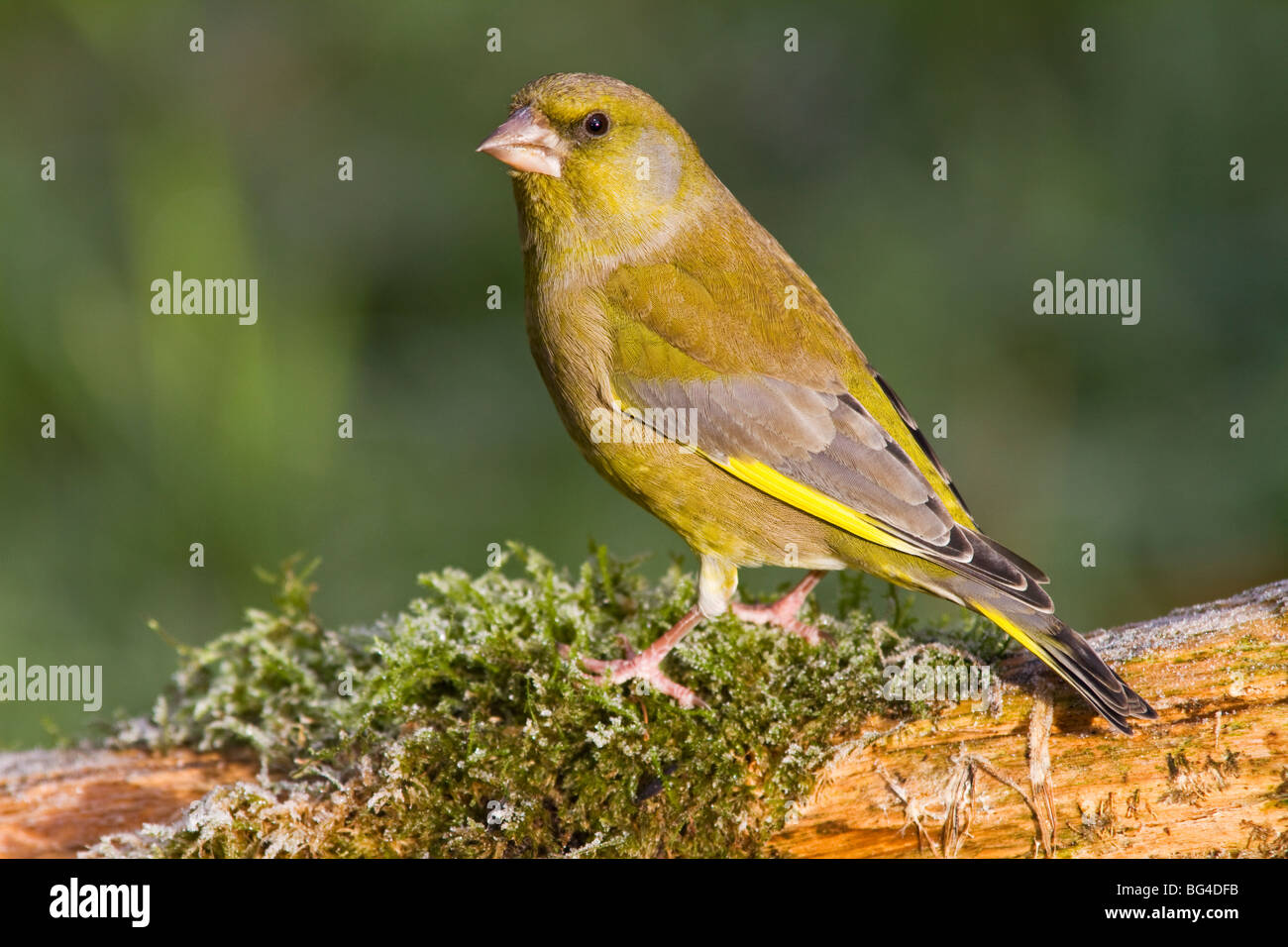 Greenfinch hi-res stock photography and images - Alamy