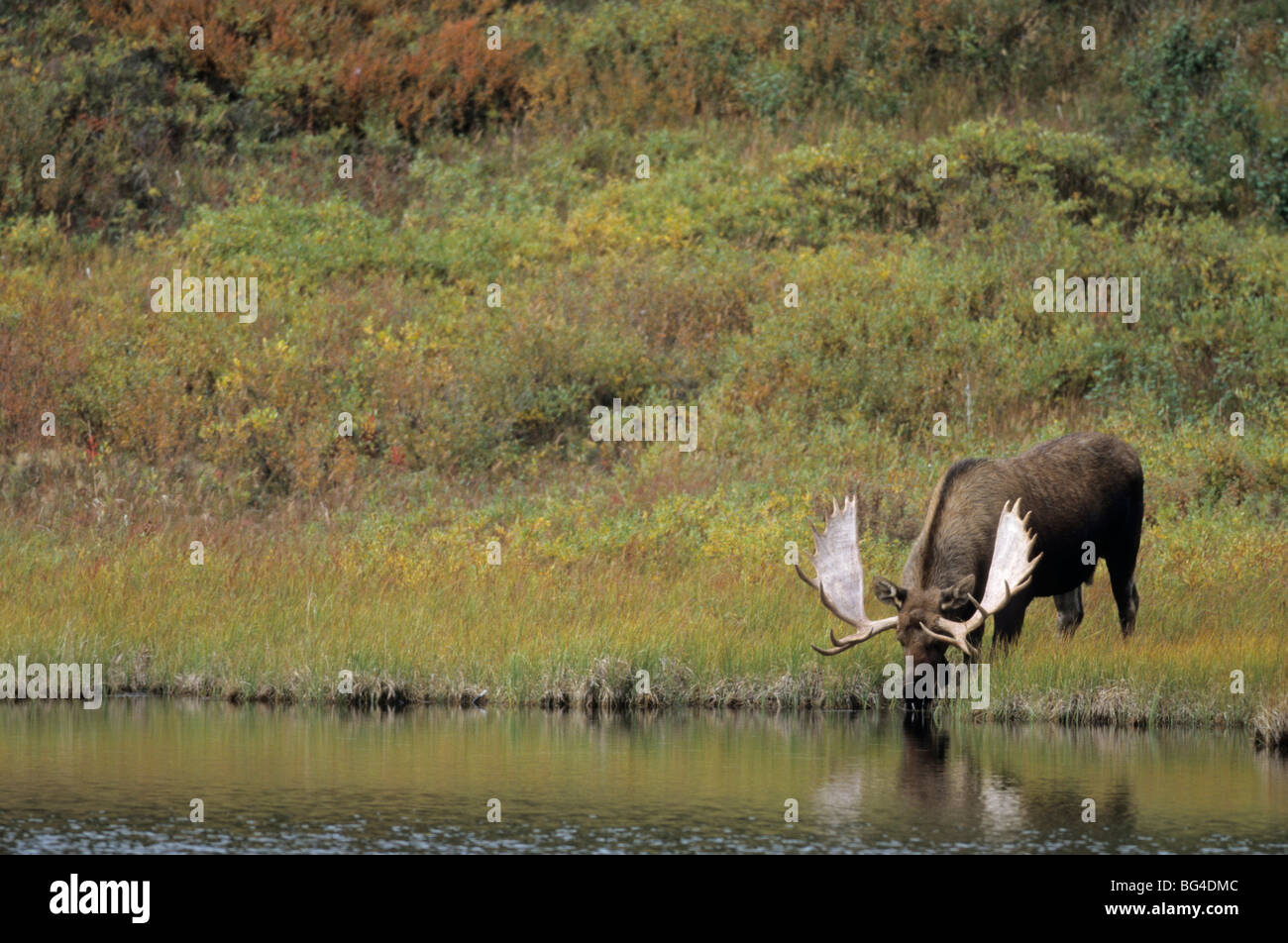 moose, bull with reflection, alces alces, alces alces gigas Stock Photo ...