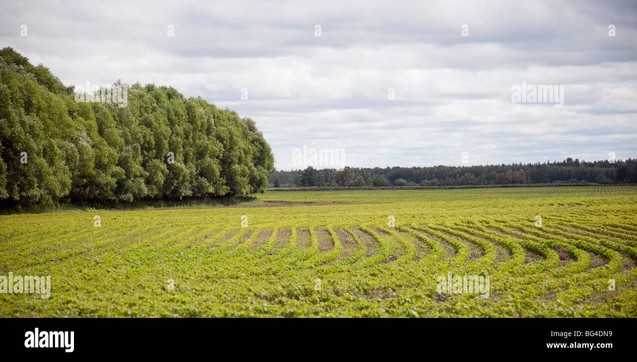 Field of rows Stock Photo - Alamy