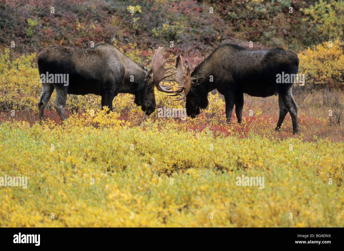 moose, bulls, alces alces, alces alces gigas Stock Photo - Alamy