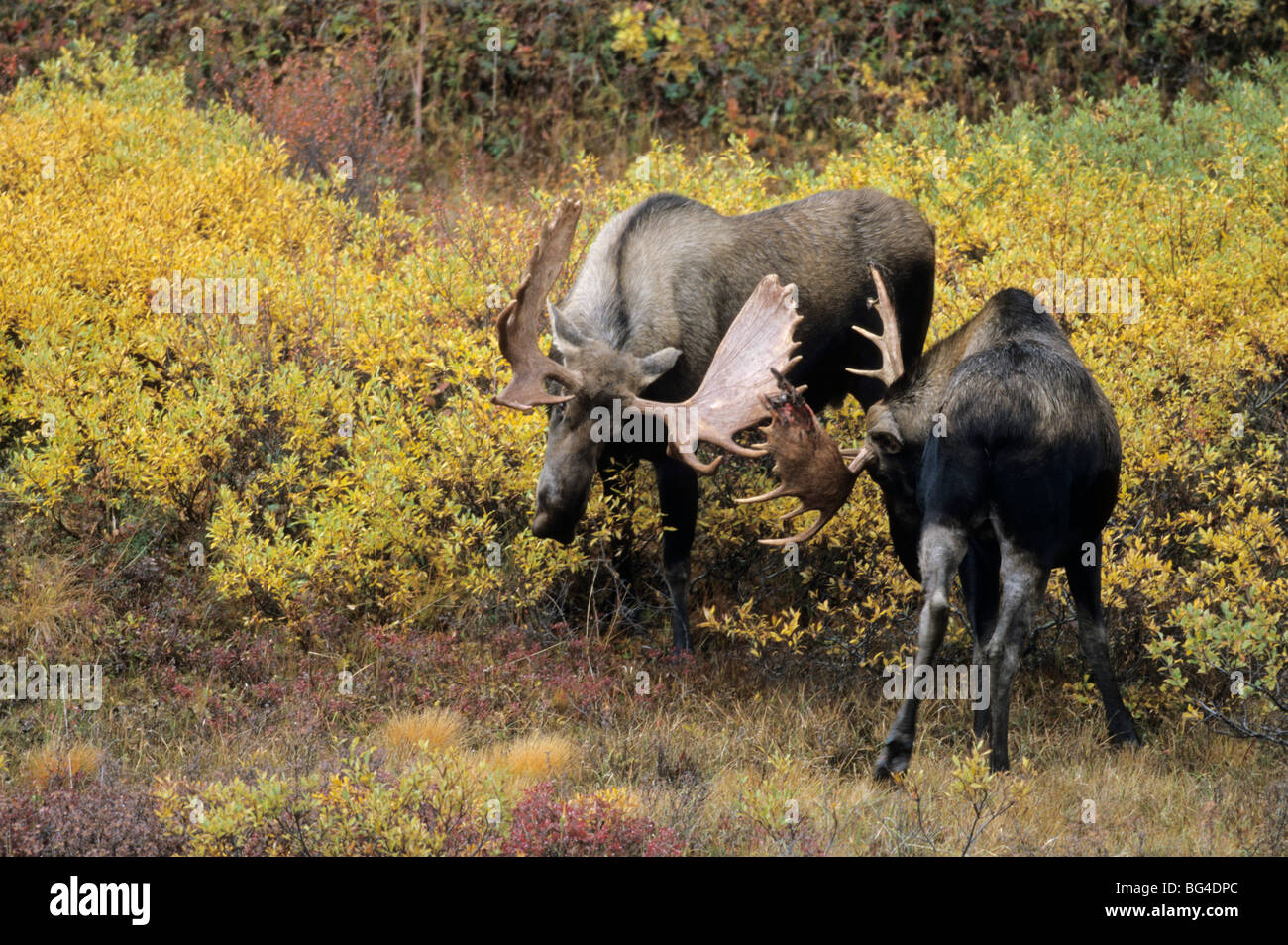 moose, bulls, alces alces, alces alces gigas Stock Photo - Alamy