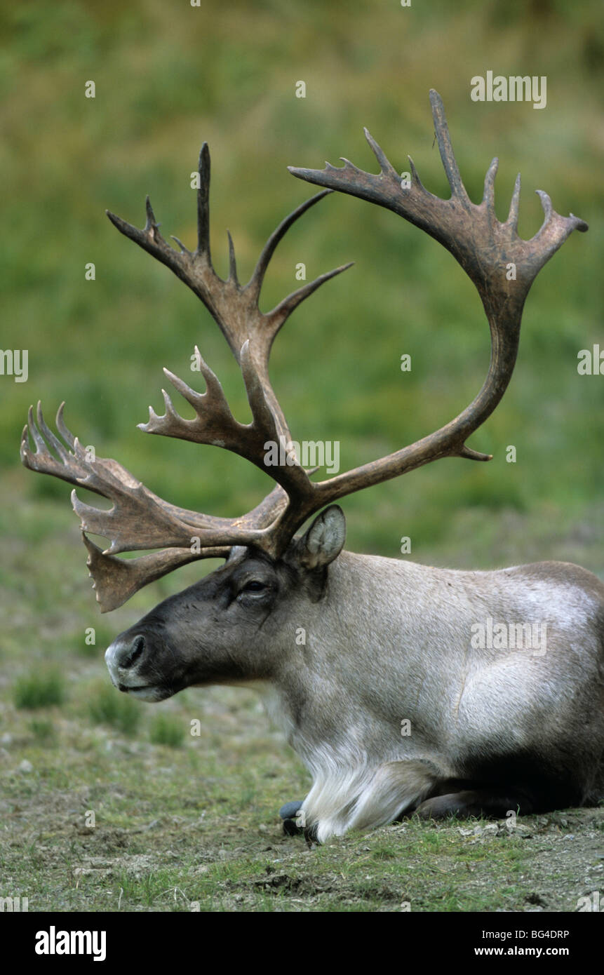 barren ground caribou, bull, reindeer, rangifer tarandus, rangifer ...