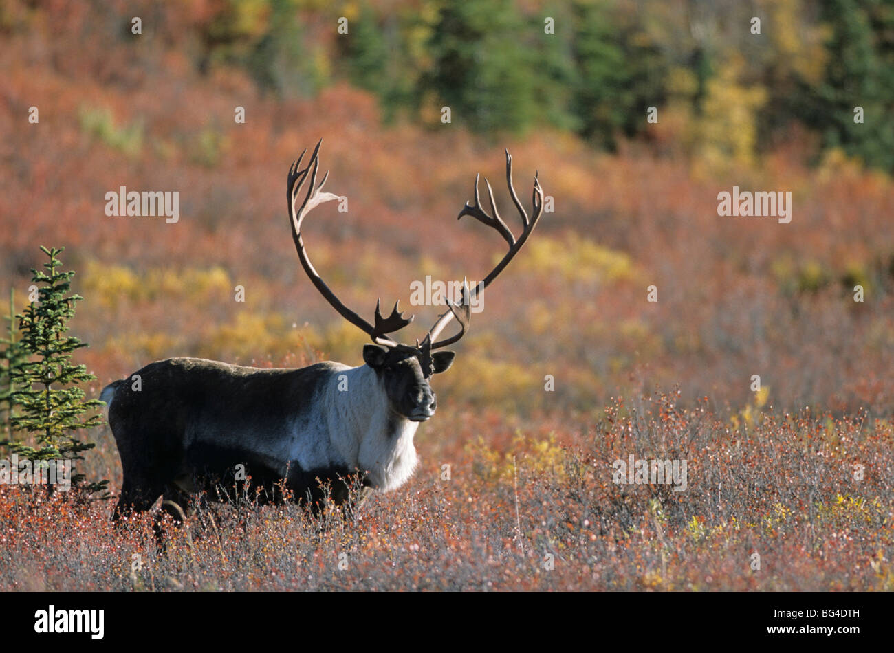 barren ground caribou, bull, reindeer, rangifer tarandus, rangifer ...