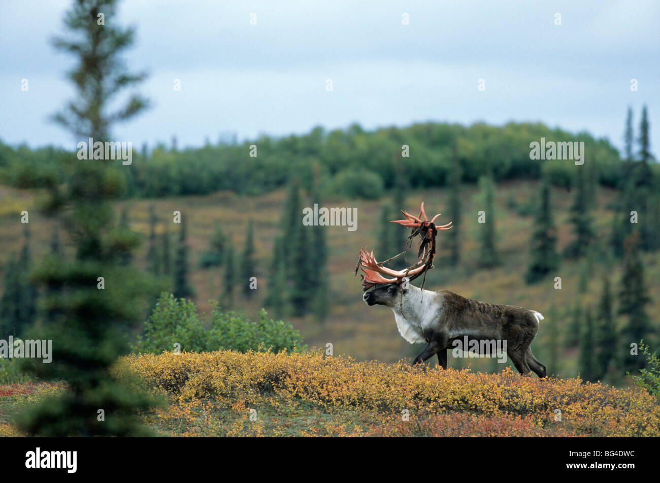 barren ground caribou, bull, reindeer, rangifer tarandus, rangifer ...