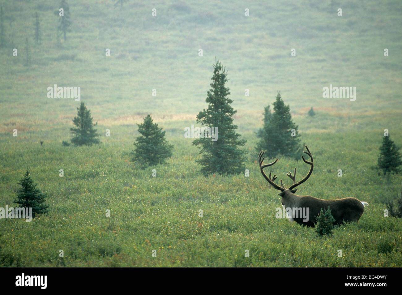 barren ground caribou, bull, reindeer, rangifer tarandus, rangifer ...