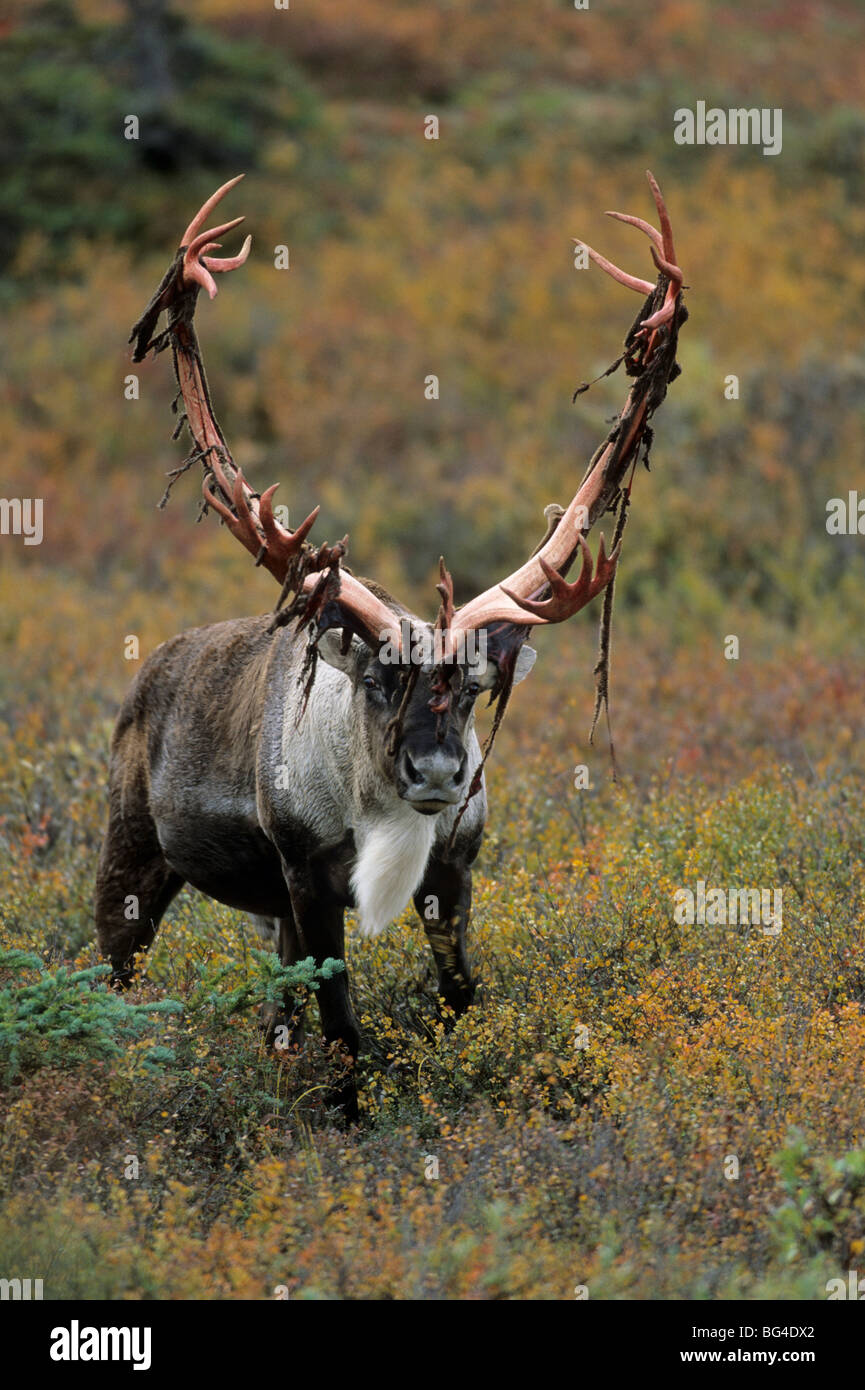 barren ground caribou, bull, reindeer, rangifer tarandus, rangifer ...