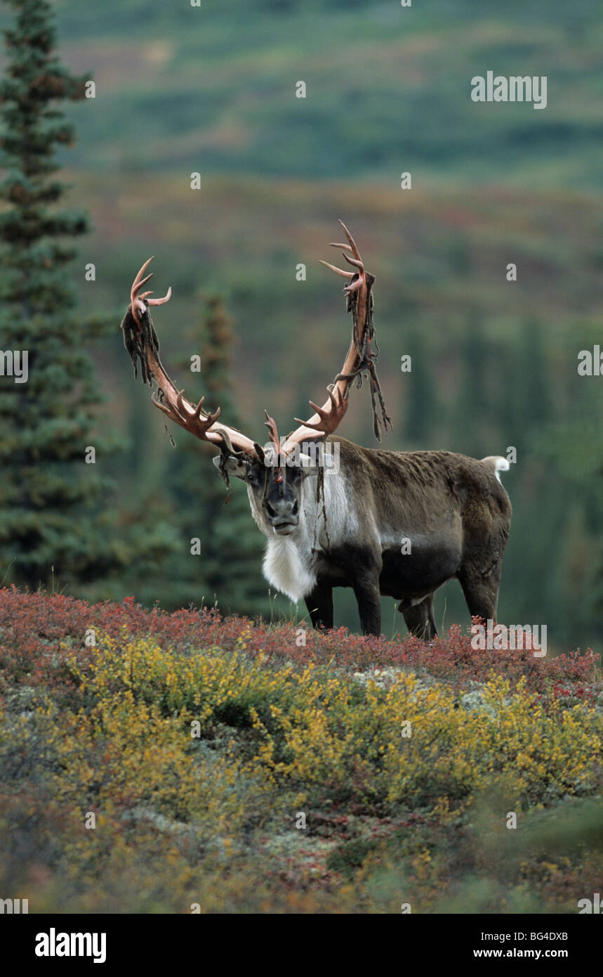 barren ground caribou, bull, reindeer, rangifer tarandus, rangifer ...