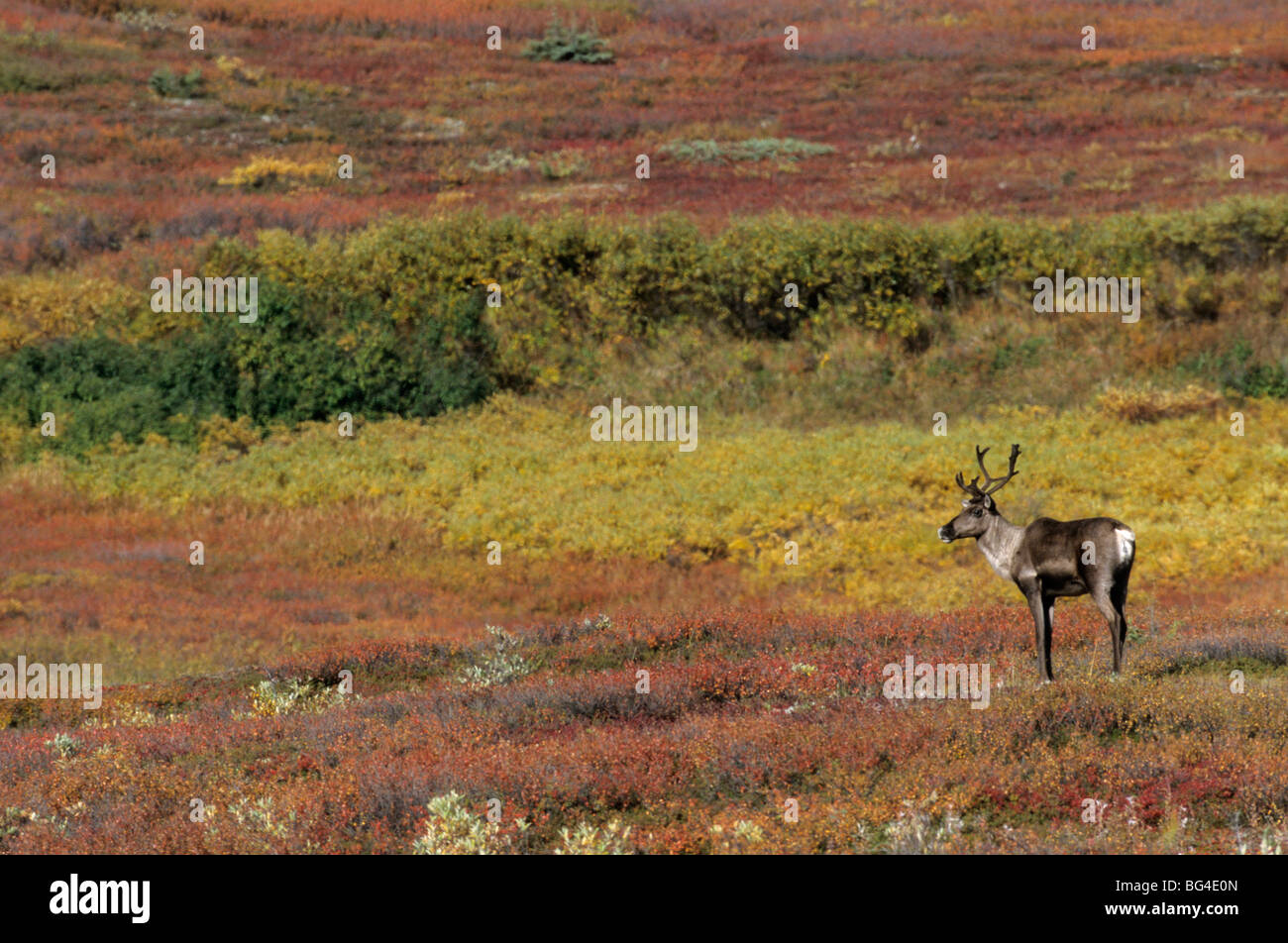 Barren ground caribou hi-res stock photography and images - Alamy