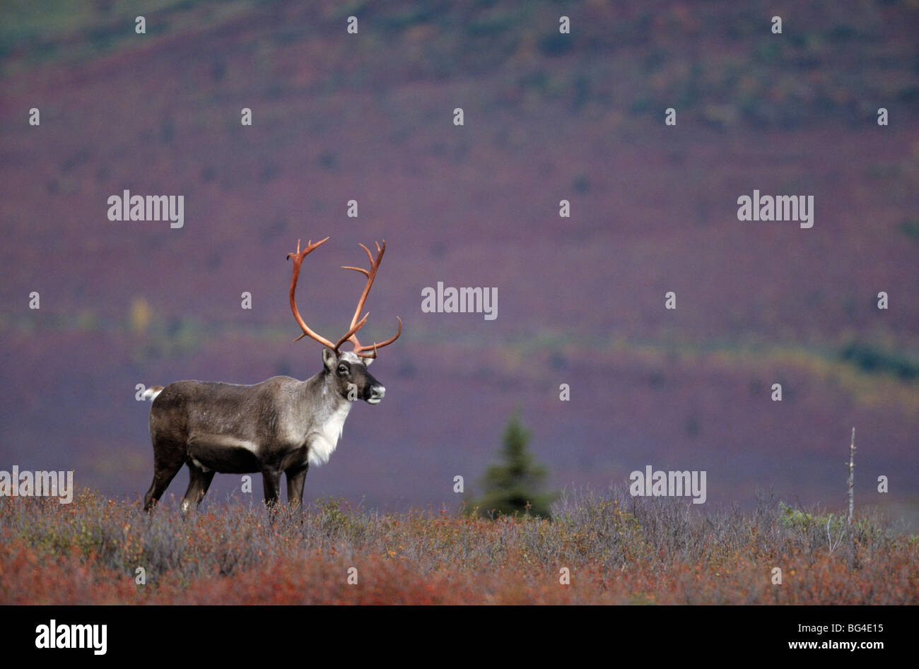 barren ground caribou, bull, reindeer, rangifer tarandus, rangifer ...