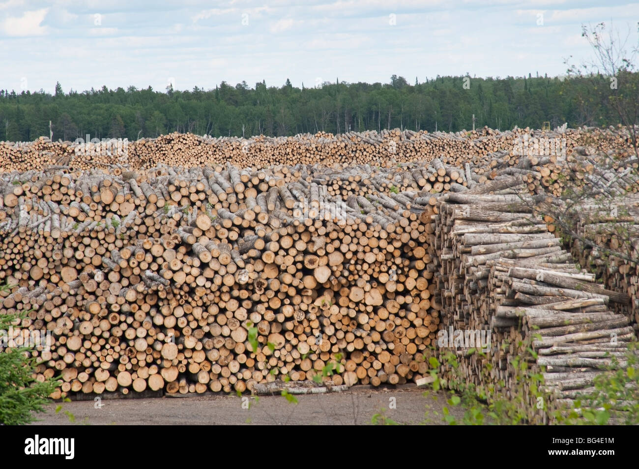 Pile of logs Stock Photo - Alamy
