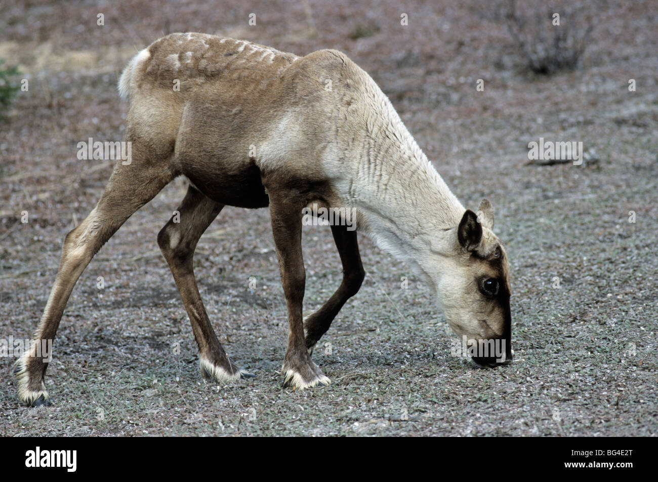 woodland caribou, doe, reindeer, rangifer tarandus, rangifer tarandus ...