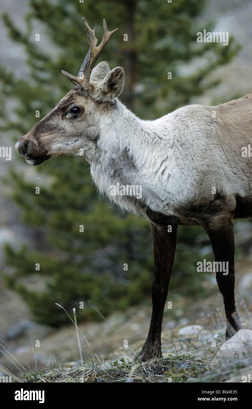 woodland caribou, doe, reindeer, rangifer tarandus, rangifer tarandus ...