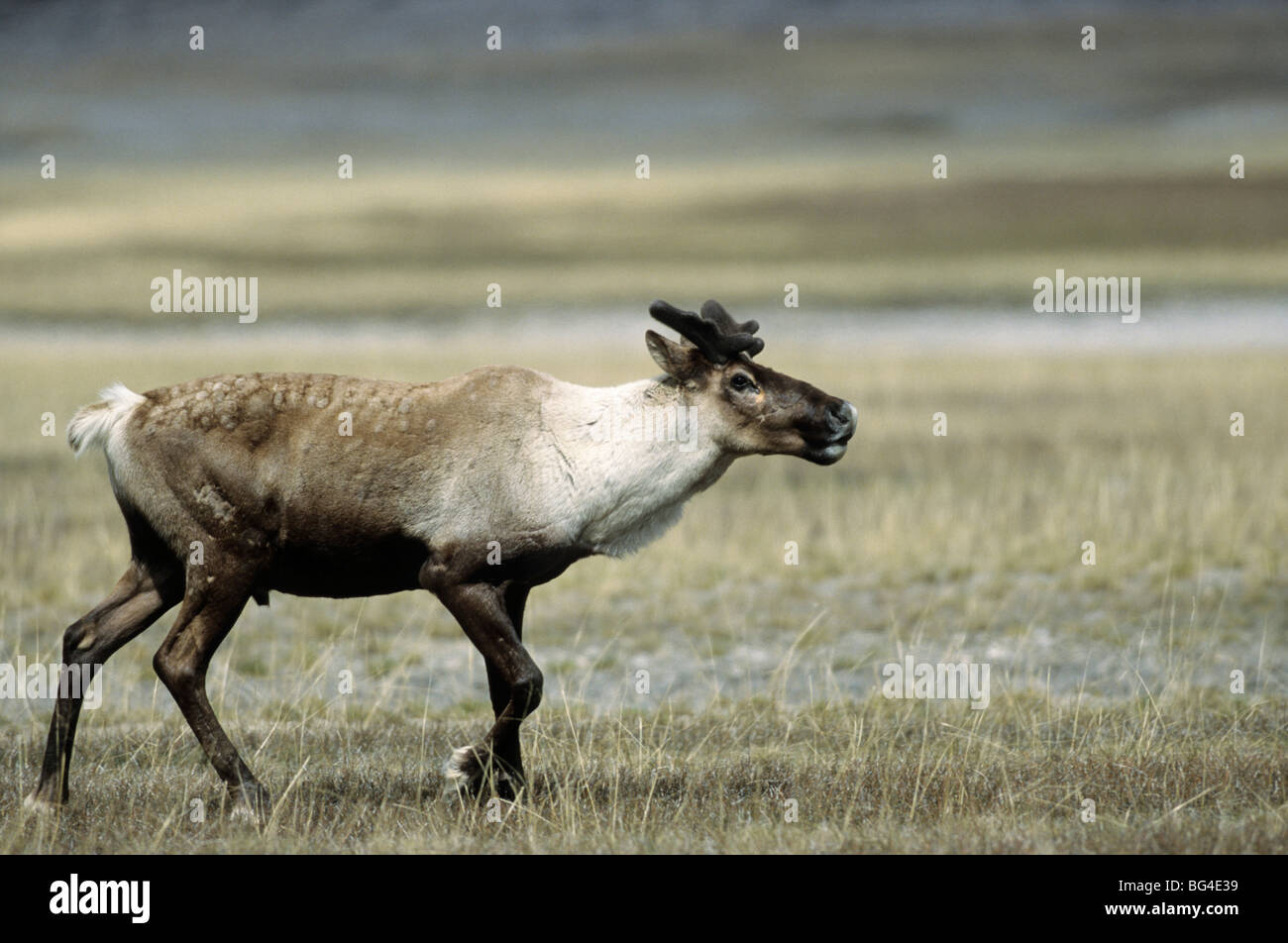 woodland caribou, bull, reindeer, rangifer tarandus, rangifer tarandus ...