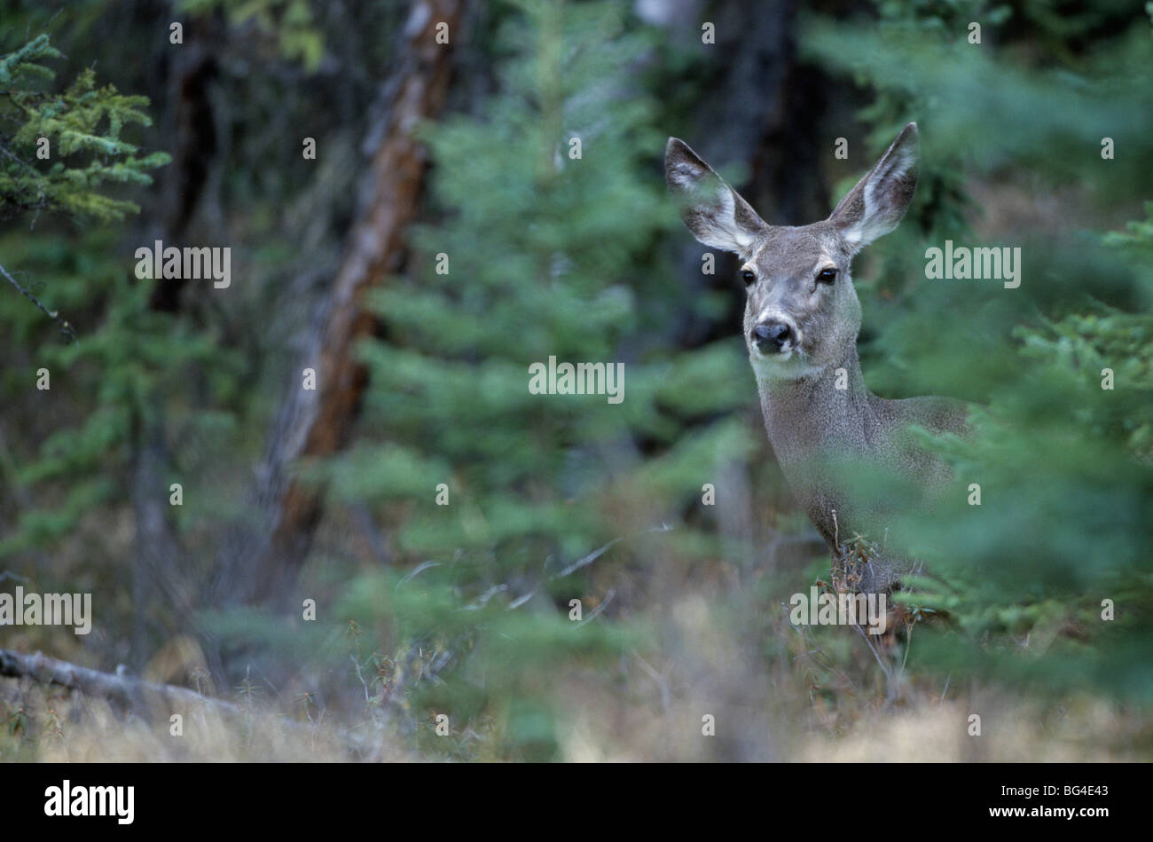 Mule deer jasper national park canada hi-res stock photography and ...