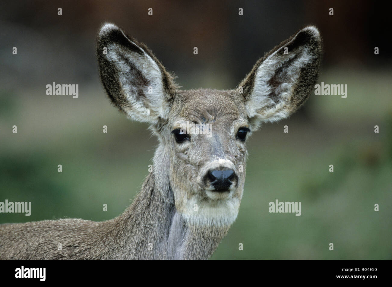Mule deer fawn hi-res stock photography and images - Alamy