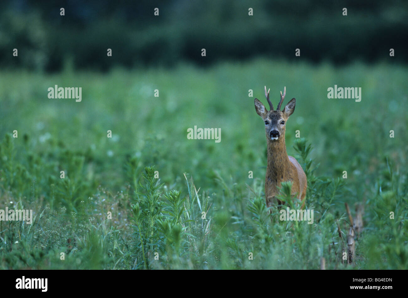 roe deer, male, capreolus capreolus Stock Photo - Alamy