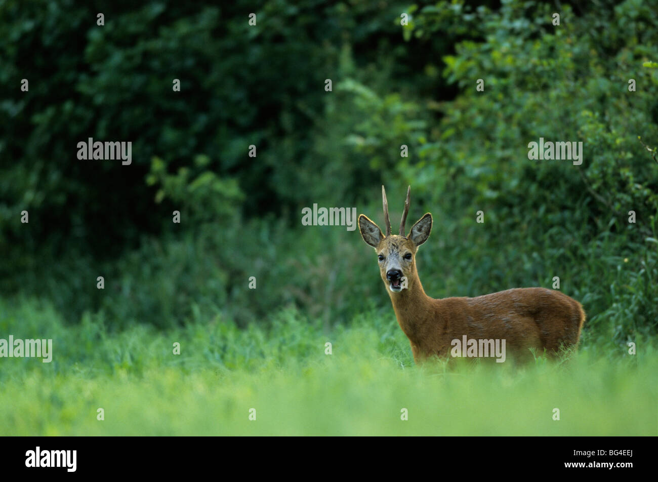 Roe deers rutting hi-res stock photography and images - Alamy