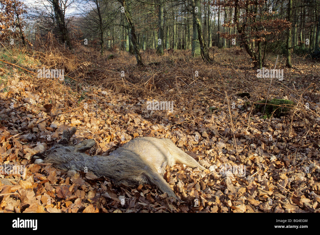 Dead roe deer in forest hi-res stock photography and images - Alamy