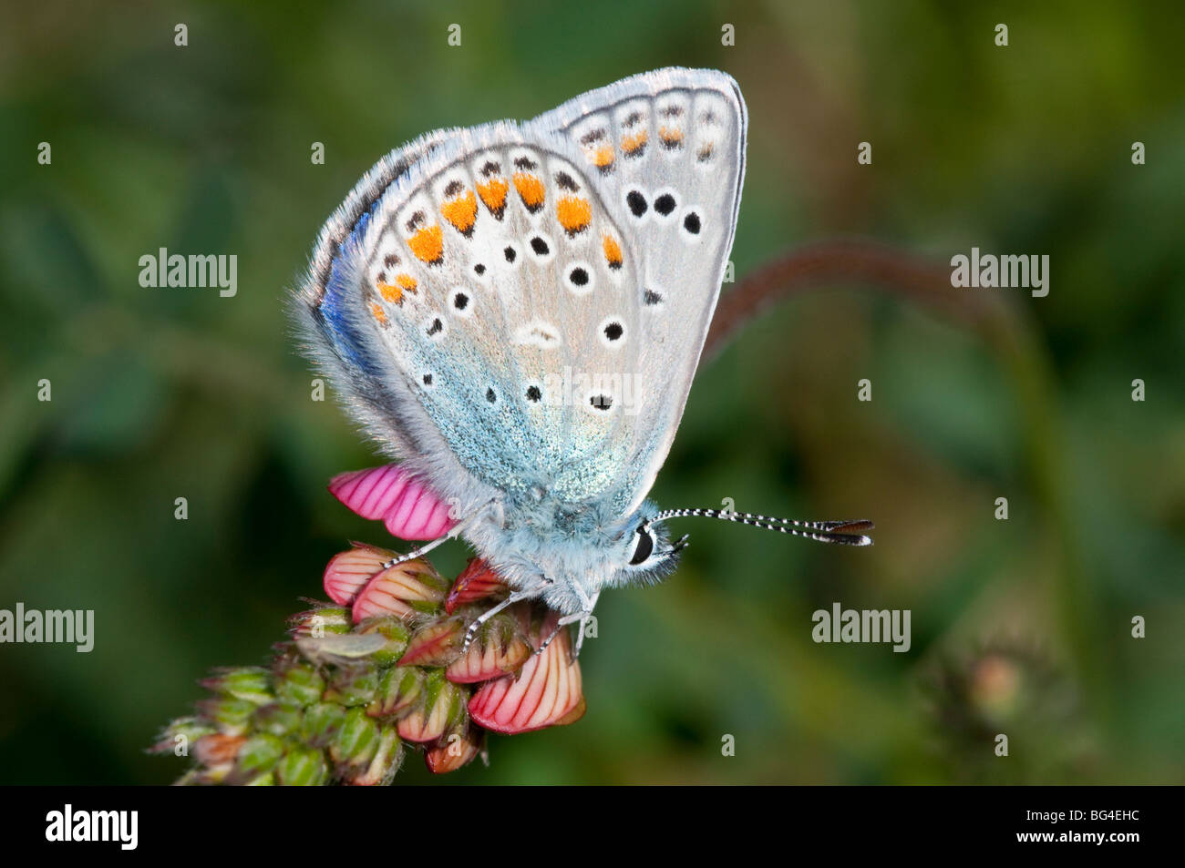 Butterfly common blue hi-res stock photography and images - Alamy