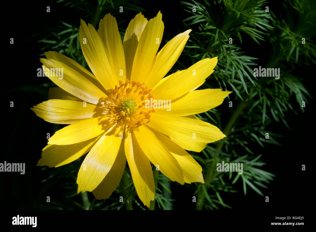 Spring Adonis Adonis Vernalis High Resolution Stock Photography and ...