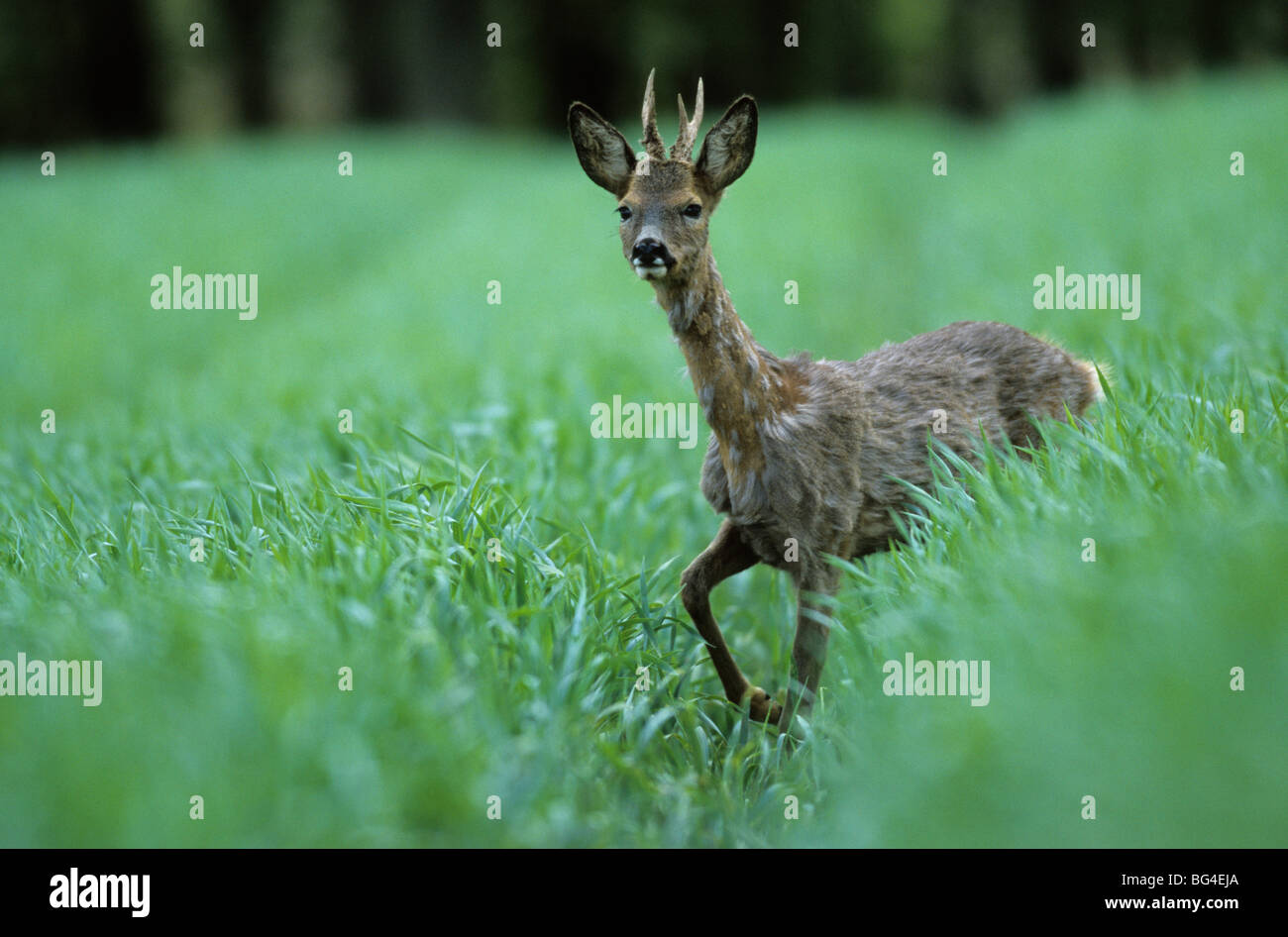 roe deer, male, capreolus capreolus Stock Photo - Alamy