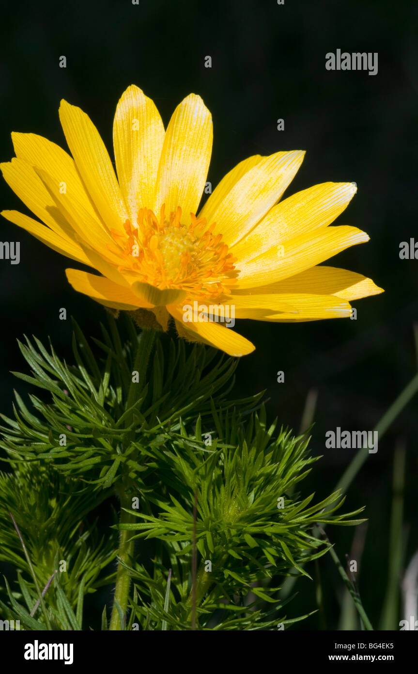 Spring adonis adonis vernalis hi-res stock photography and images - Alamy